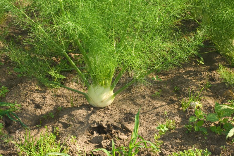Hinojo imagen de archivo. Imagen de suelo, crecimiento - 8543701