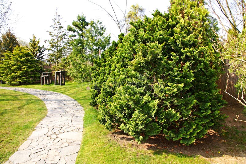 Hinoki cypress stock image. Image of species, foliage - 39420613