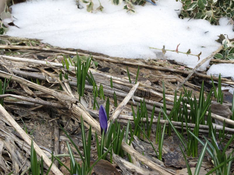 Hint of Spring - Crocuses Peaking through the Ground Stock Photo ...