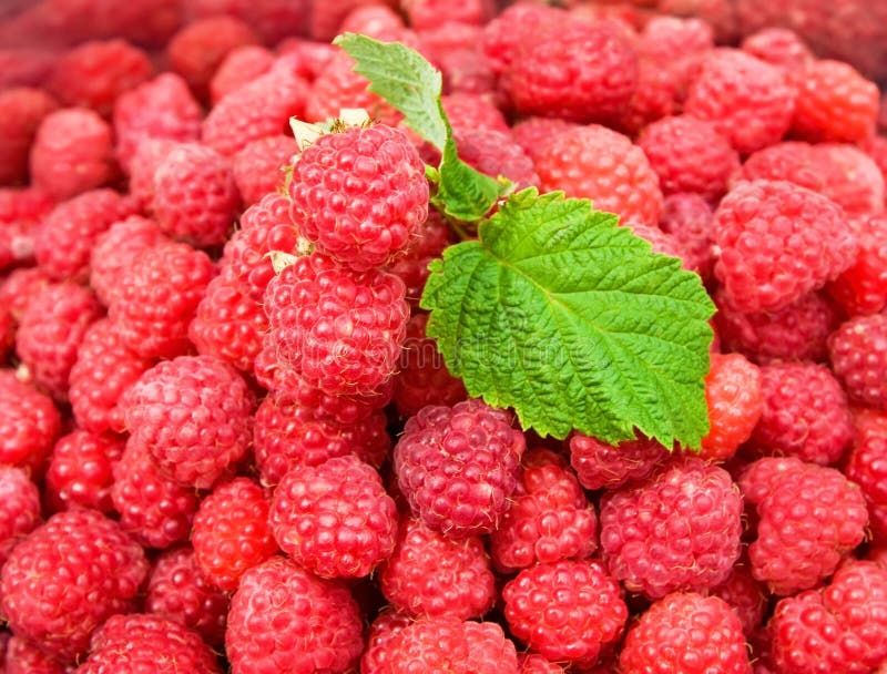 Himbeere Himbeeren Wachsende Organische Beeren Stockfoto - Bild von ...