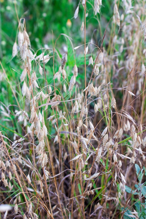 Wilde Hafer stockfoto. Bild von schönheit, kraut, hafer - 146680708