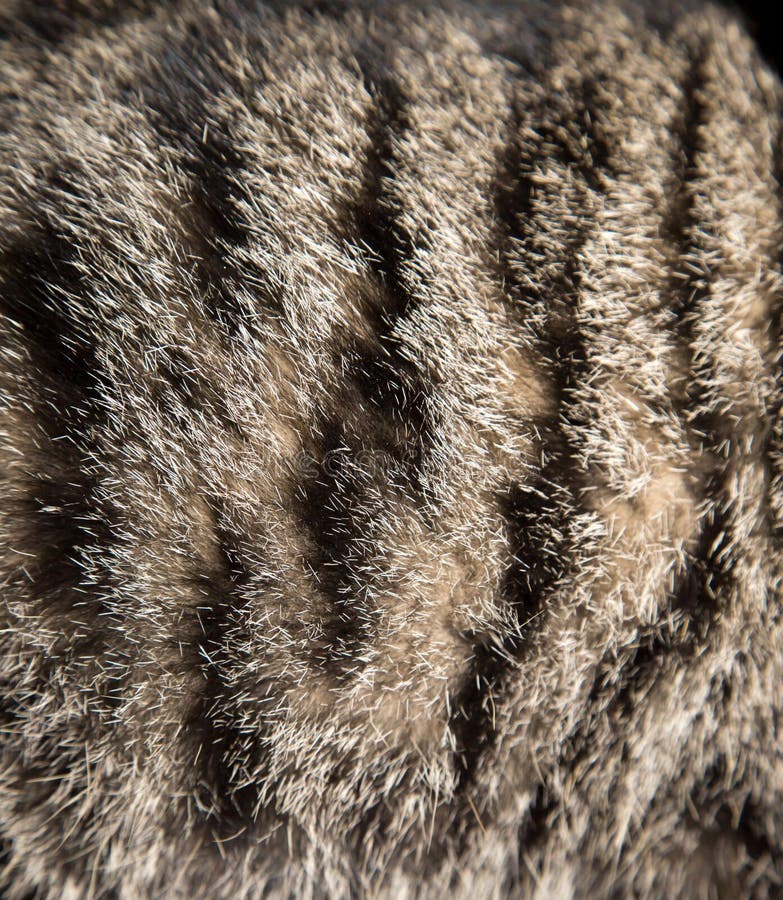 Katzenfell stockfoto. Bild von katze, orange, leopard - 32851362