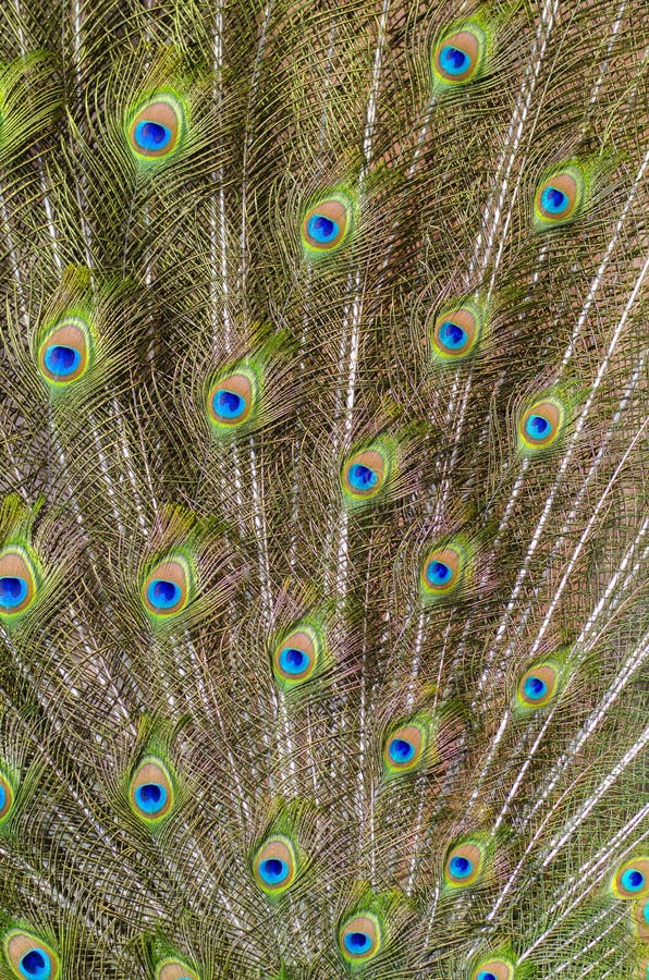 Hintergrund Mit Den Mustern Gemacht Von Der Pfaufeder Stockbild - Bild ...