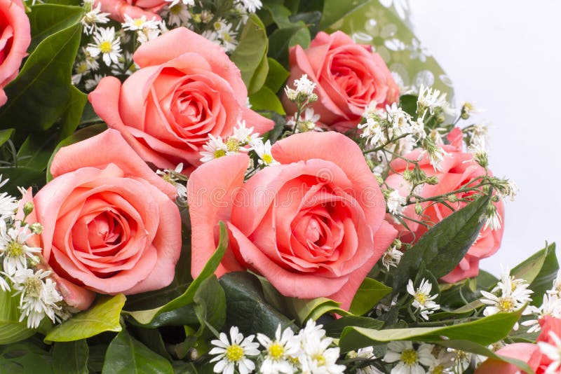 Hintergrund von rosa Rosen stockbild. Bild von frisch - 36887535