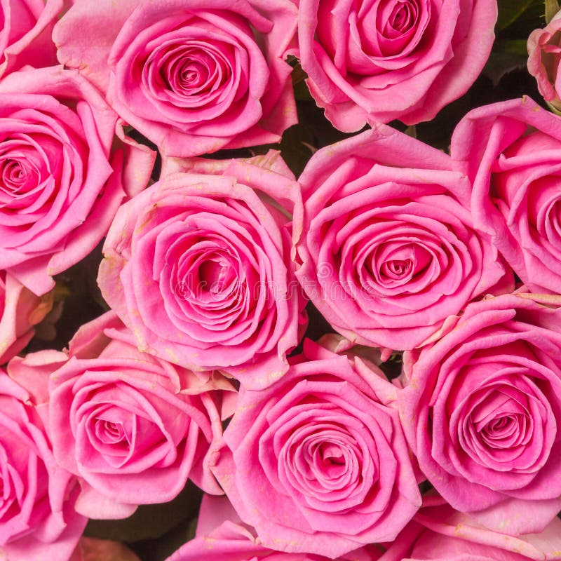 Hintergrund von rosa Rosen stockbild. Bild von hintergrund - 63865139