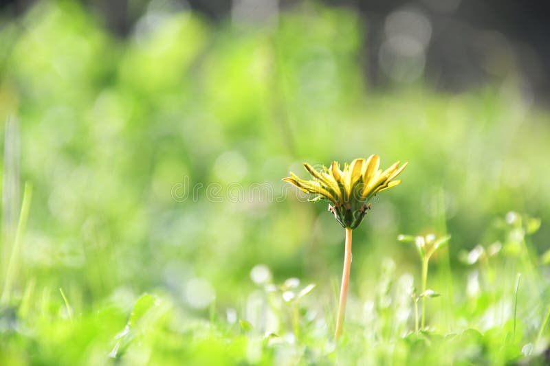 Hints of Spring, Dandelion Flower on the Meadow in Soft Daylight ...