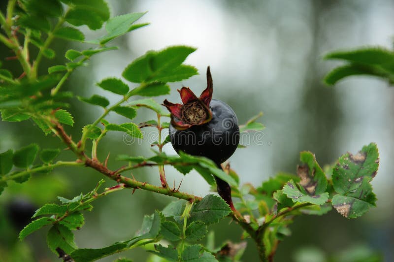 Hip of Black Rose on a Branch Stock Image - Image of nature, macro ...