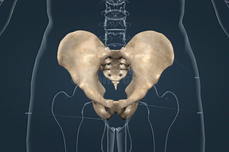 The Hip Bone is a Large Flat Bone, Constricted in the Center and ...