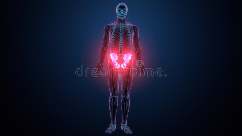3d Illustration of Human Skeleton Hip or Pelvic Bone Anatomy Stock ...