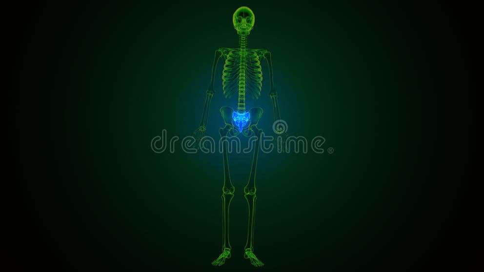 3d Illustartion of Human Skeleton Hip Bone Anatomy Stock Illustration ...