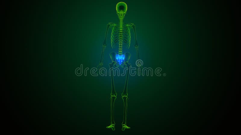 3d Illustartion of Human Skeleton Hip Bone Anatomy Stock Illustration ...