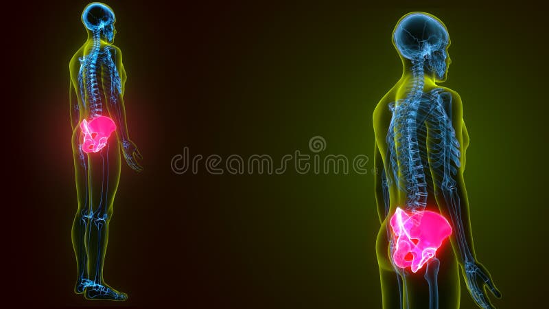 3d Illustration Human Skeleton Hip or Pelvic Bone Anatomy Stock ...