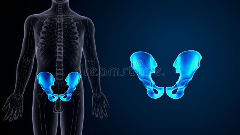 Pubis Bone Stock Illustrations – 121 Pubis Bone Stock Illustrations ...