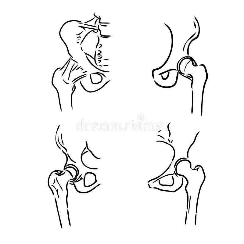 Hip Bone Pencil Drawing Stock Illustrations – 83 Hip Bone Pencil ...