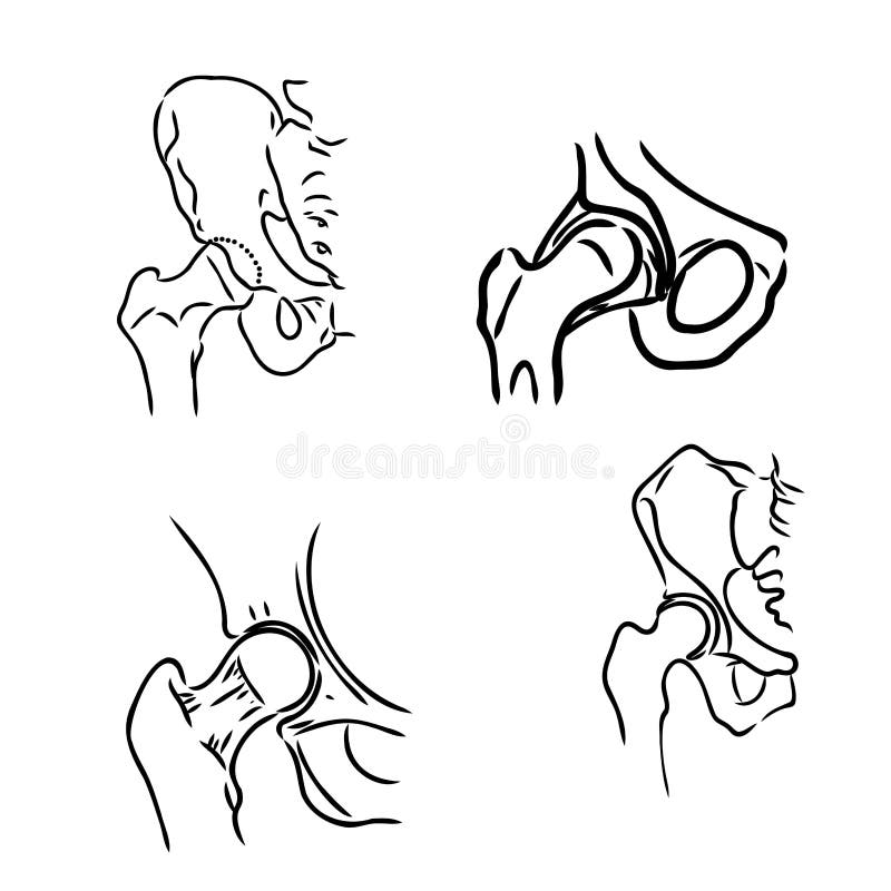 Hip Bone Pencil Drawing Stock Illustrations – 78 Hip Bone Pencil ...