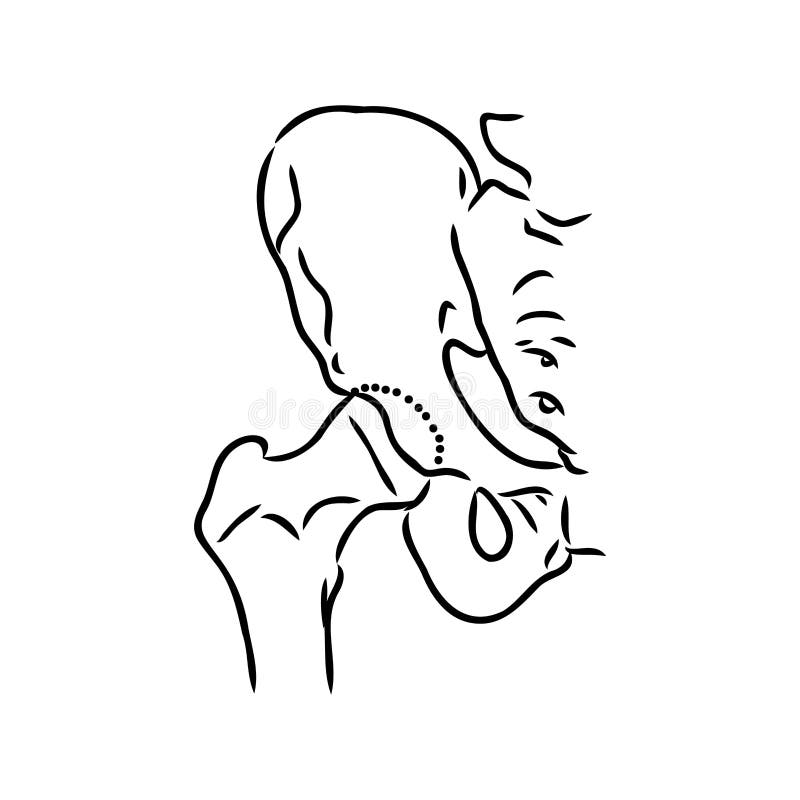 Hip Bone Line Icon Vector Illustration Logo Design. Stock Vector ...