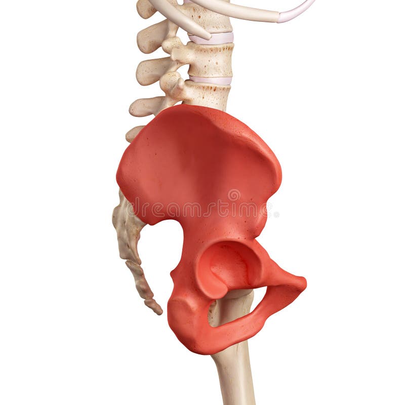 The hip bone stock illustration. Illustration of anatomy - 56652292