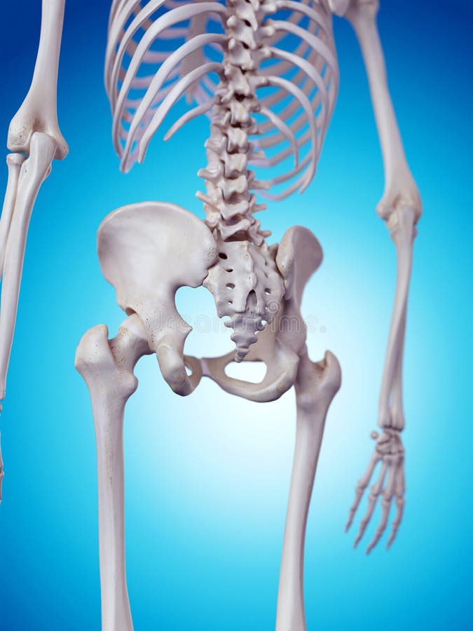 The hip bone stock illustration. Illustration of back - 57248612