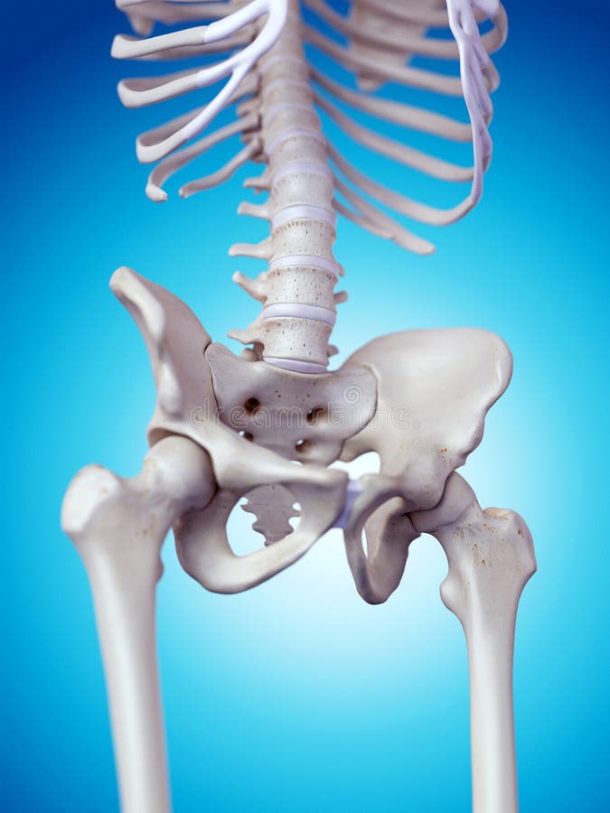 The hip bone stock illustration. Illustration of bone - 57248668