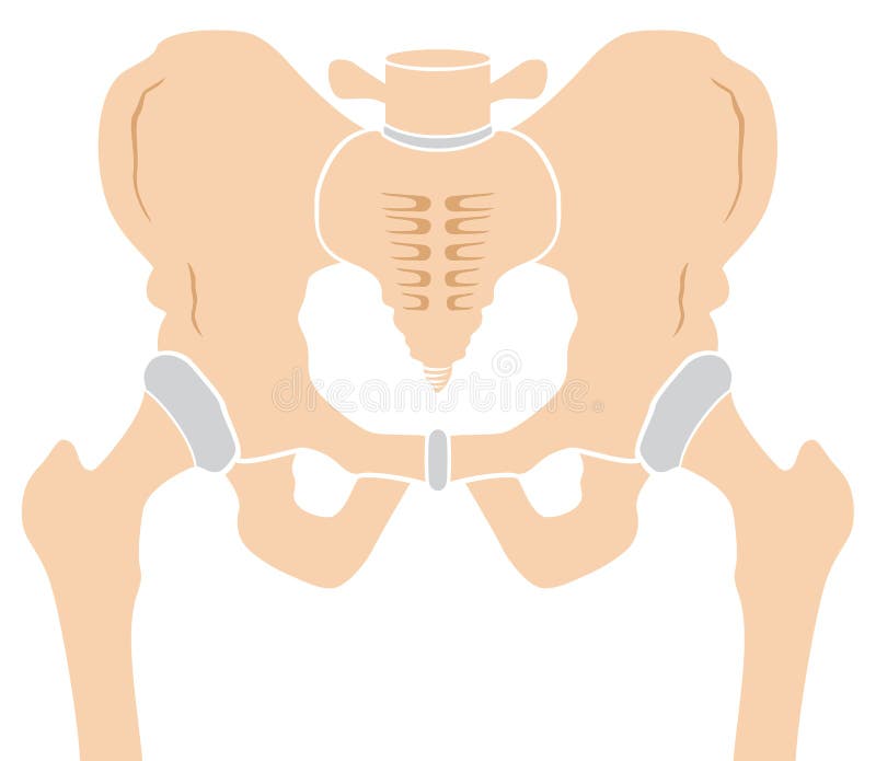 The hip bone stock illustration. Illustration of skeletal - 34165009