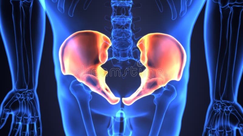 3d Illustration of Skeleton Hip Bone Anatomy Stock Illustration ...