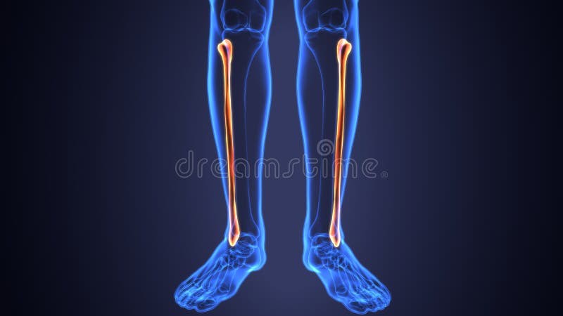 Coal Bone Stock Illustrations – 183 Coal Bone Stock Illustrations ...