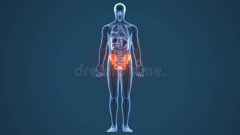 3d Illustration of Human Body Hip Bone Anatomy Stock Illustration ...