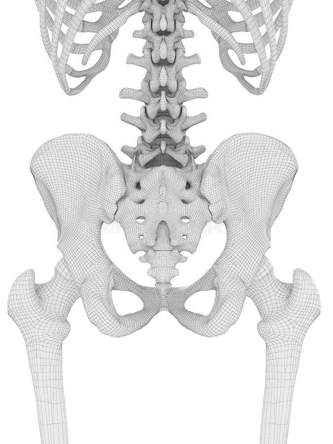 The hip bones stock illustration. Illustration of sacrum - 101265123