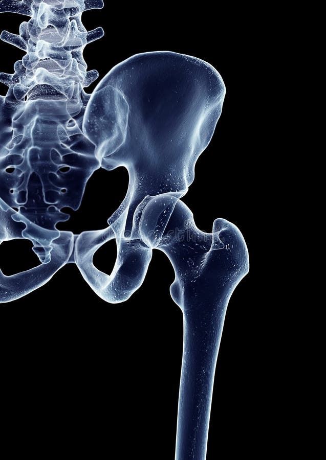 The hip joint stock illustration. Illustration of ilium - 56621928