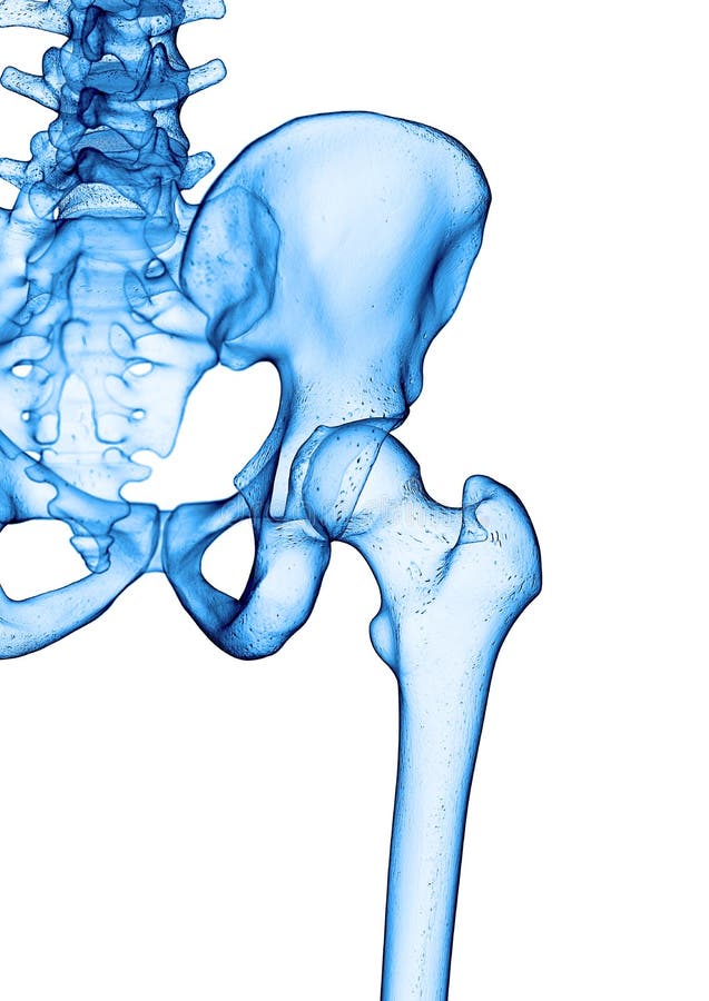 The hip joint stock illustration. Illustration of anatomy - 58776194