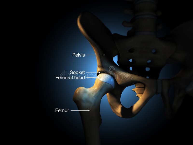 Hip Joint, 3D Illustration, Labeled Stock Illustration - Illustration ...