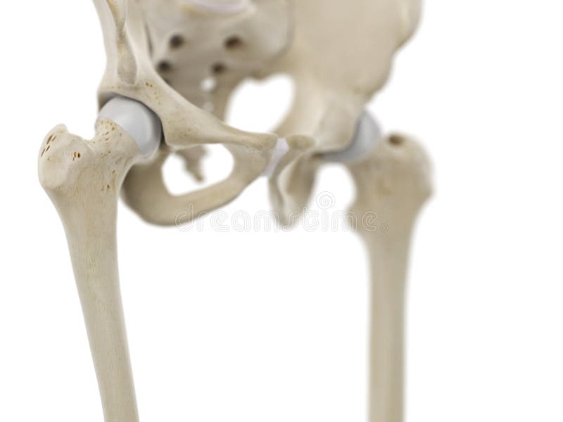 The hip joint stock illustration. Illustration of medically - 169374289