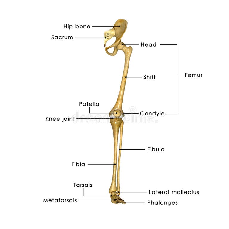 Leg Bones Stock Illustrations 6146 Leg Bones Stock Illustrations Vectors And Clipart Dreamstime
