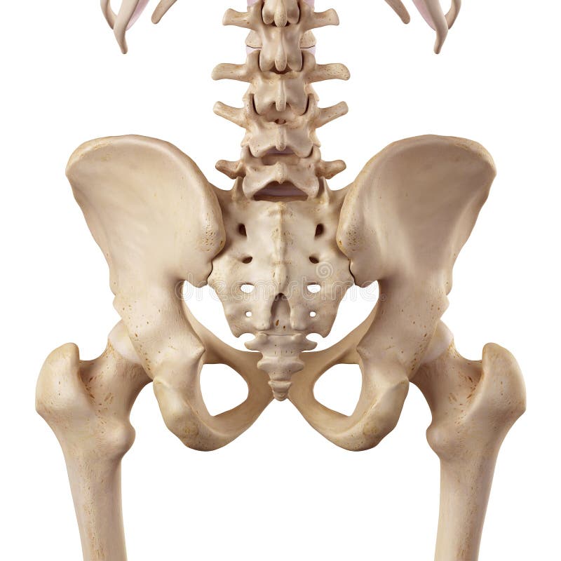 The sacrospinous ligament stock illustration. Illustration of pelvis ...