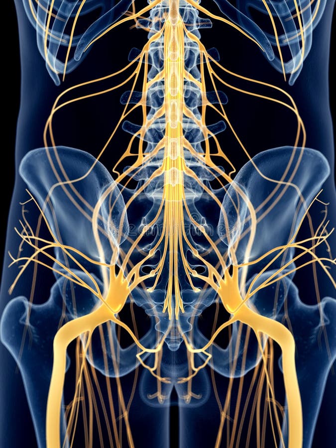 Vector Illustration Of Pelvic Plexus Anatomy Stock Illustration ...