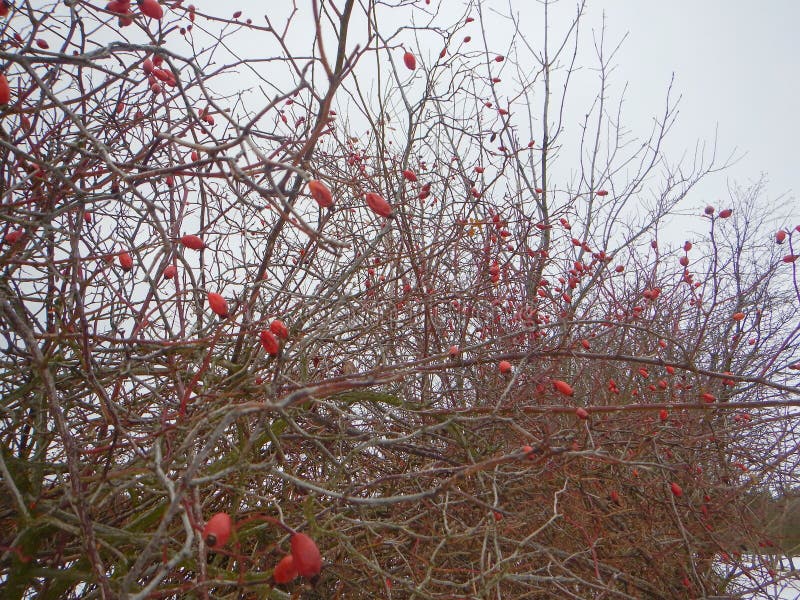 Hip Rose Bush in a Cold Winter Stock Image - Image of frost, rose: 85712089