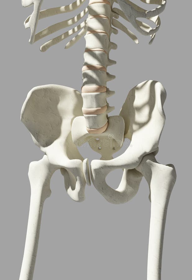 Hip Skeleton on Blue Background. Stock Illustration - Illustration of ...