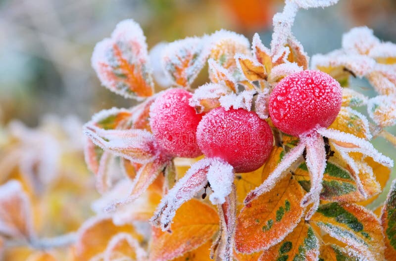 Hip in winter stock photo. Image of rose, green, rime - 48125904
