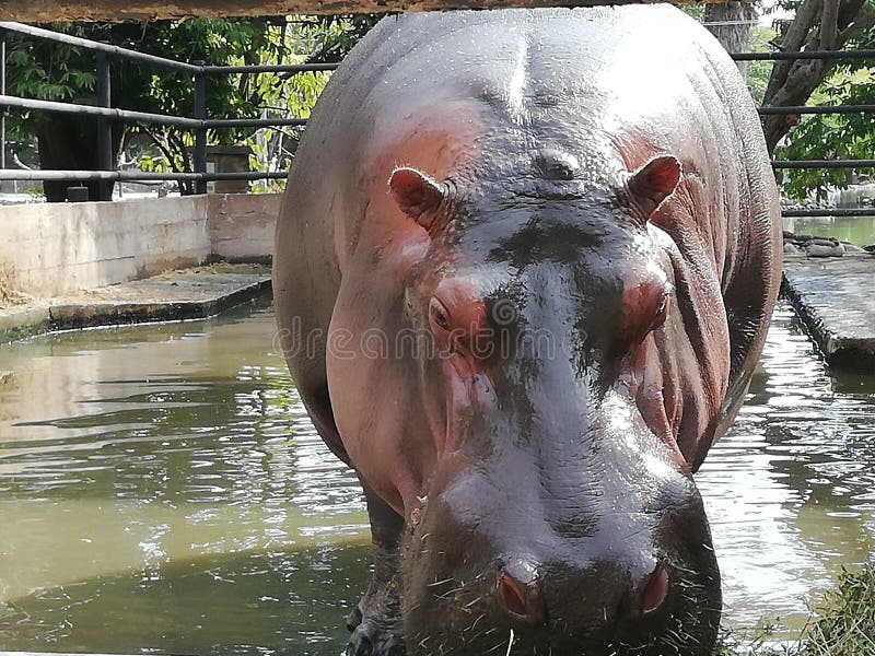 Hipo stock image. Image of hipo, water, animal - 152787923