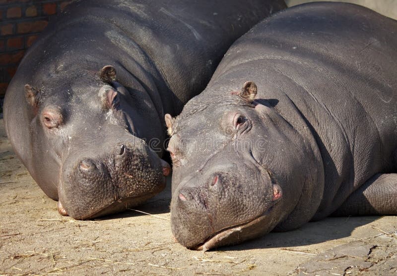 Wycinanka tylny hipopotam zdjęcie stock. Obraz złożonej z afryka - 9751634