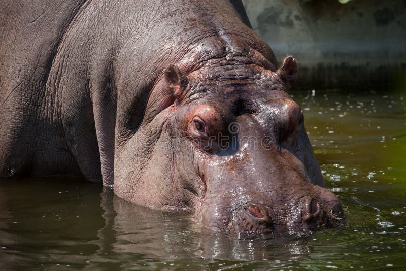 Hipopotam obraz stock. Obraz złożonej z migreny, wysoki - 28614961