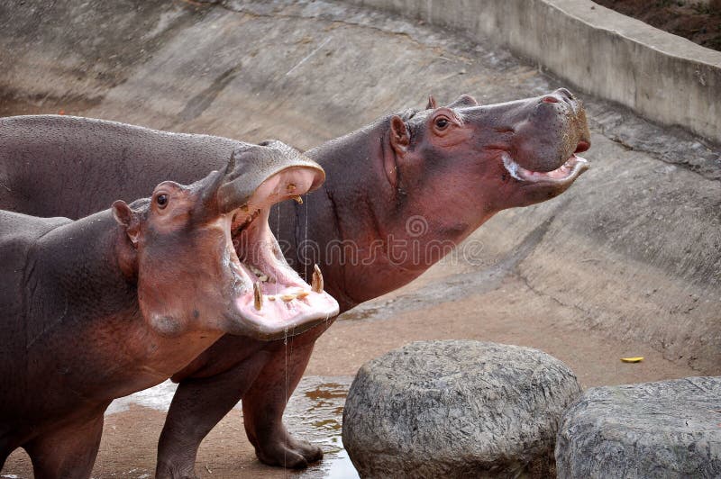 Hipopotamus zdjęcie stock. Obraz złożonej z niebezpieczny - 161385208
