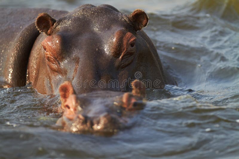 Hipopotam obraz stock. Obraz złożonej z plenerowy, woda - 31468037