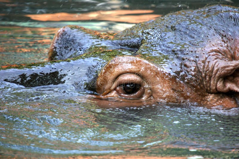 Hipopotam obraz stock. Obraz złożonej z szorstki, ogromny - 674957