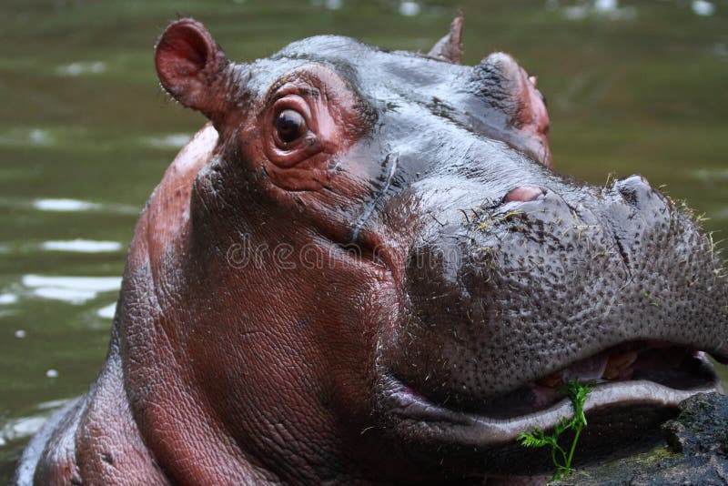 Hipopotam obraz stock. Obraz złożonej z plenerowy, woda - 31468037