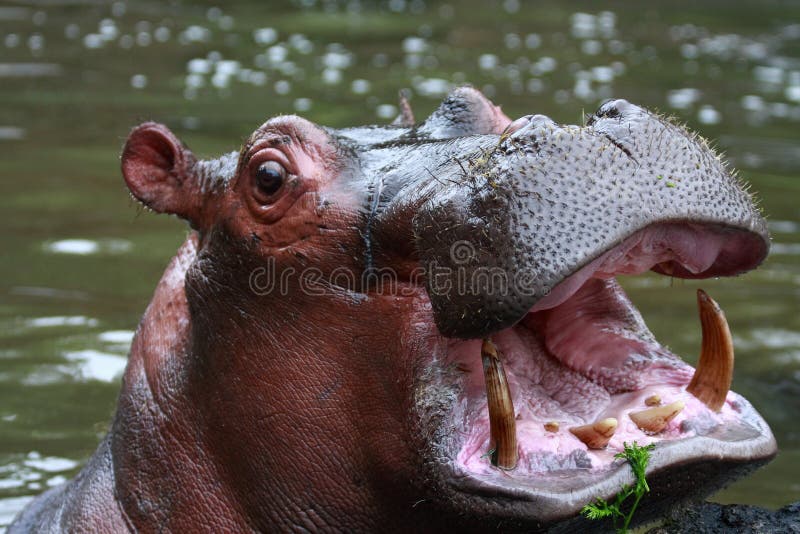 Hipopotam zdjęcie stock. Obraz złożonej z ssak, fauny - 7698954