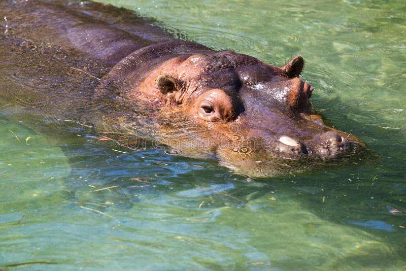 Hipopotam w wodzie zdjęcie stock. Obraz złożonej z lato - 26902612