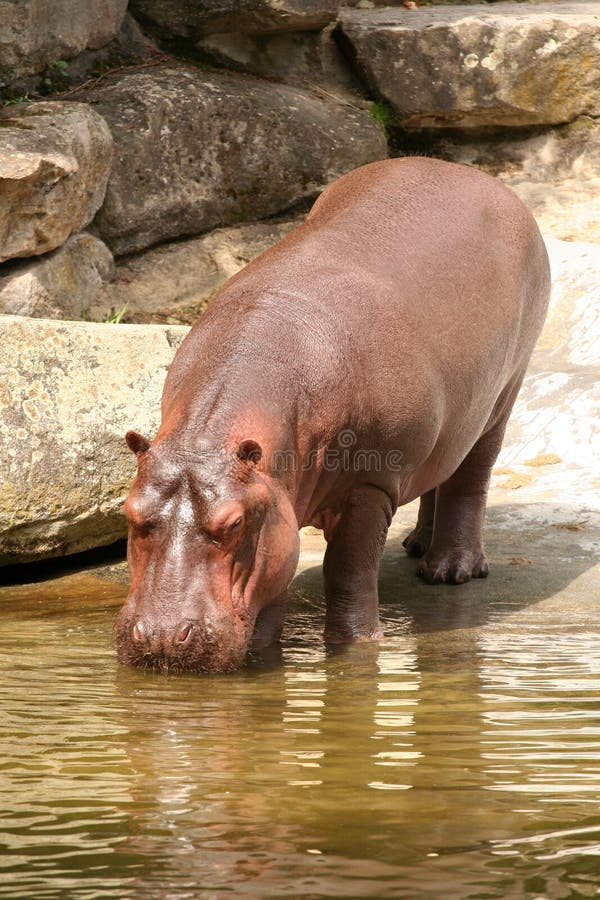 Hipopotam W Wodzie Afrykański Hipopotam, Hipopotamowy Amphibius ...