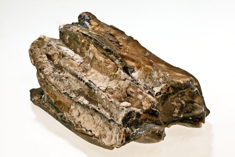 Hipparion stock photo. Image of historic, animal, hipparion - 23511218