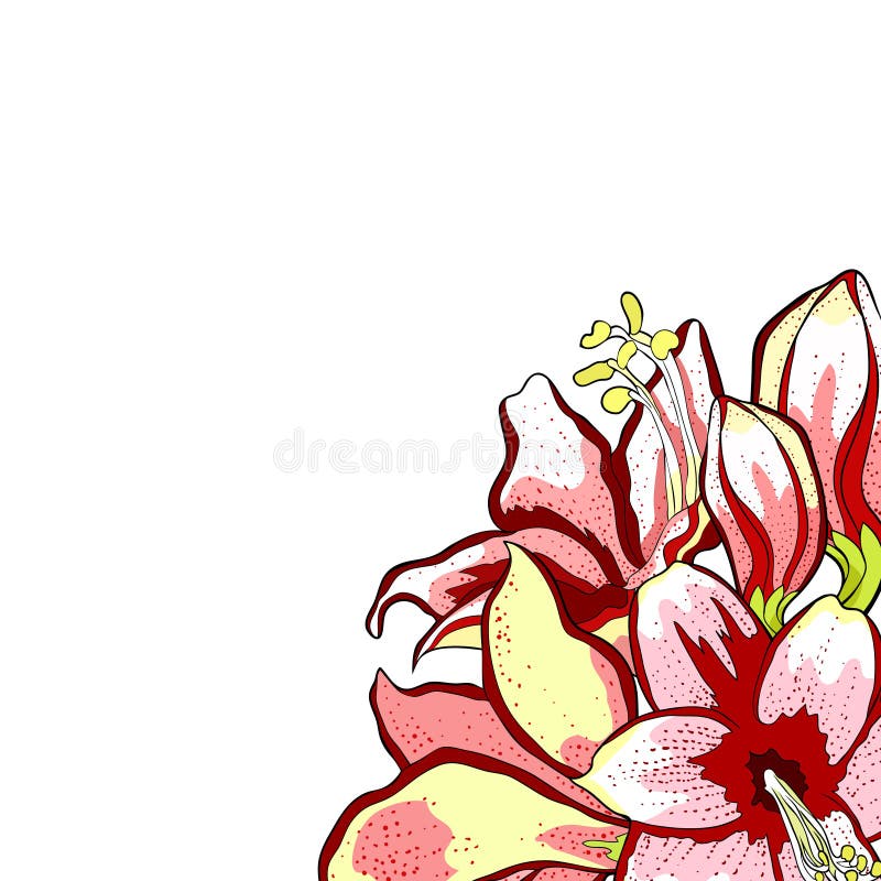 The is Hippeastrum Amaryllis Flower Vector Illustration Stock Vector ... The is Hippeastrum Amaryllis Flower Vector Illustration Stock Vector ...